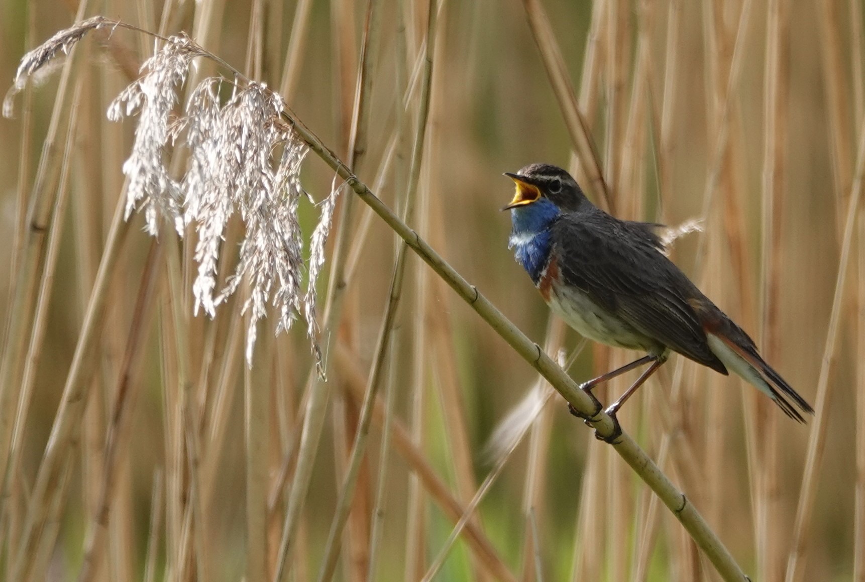 Excursie in de Week van de Biologie - Mooi Binnenveld