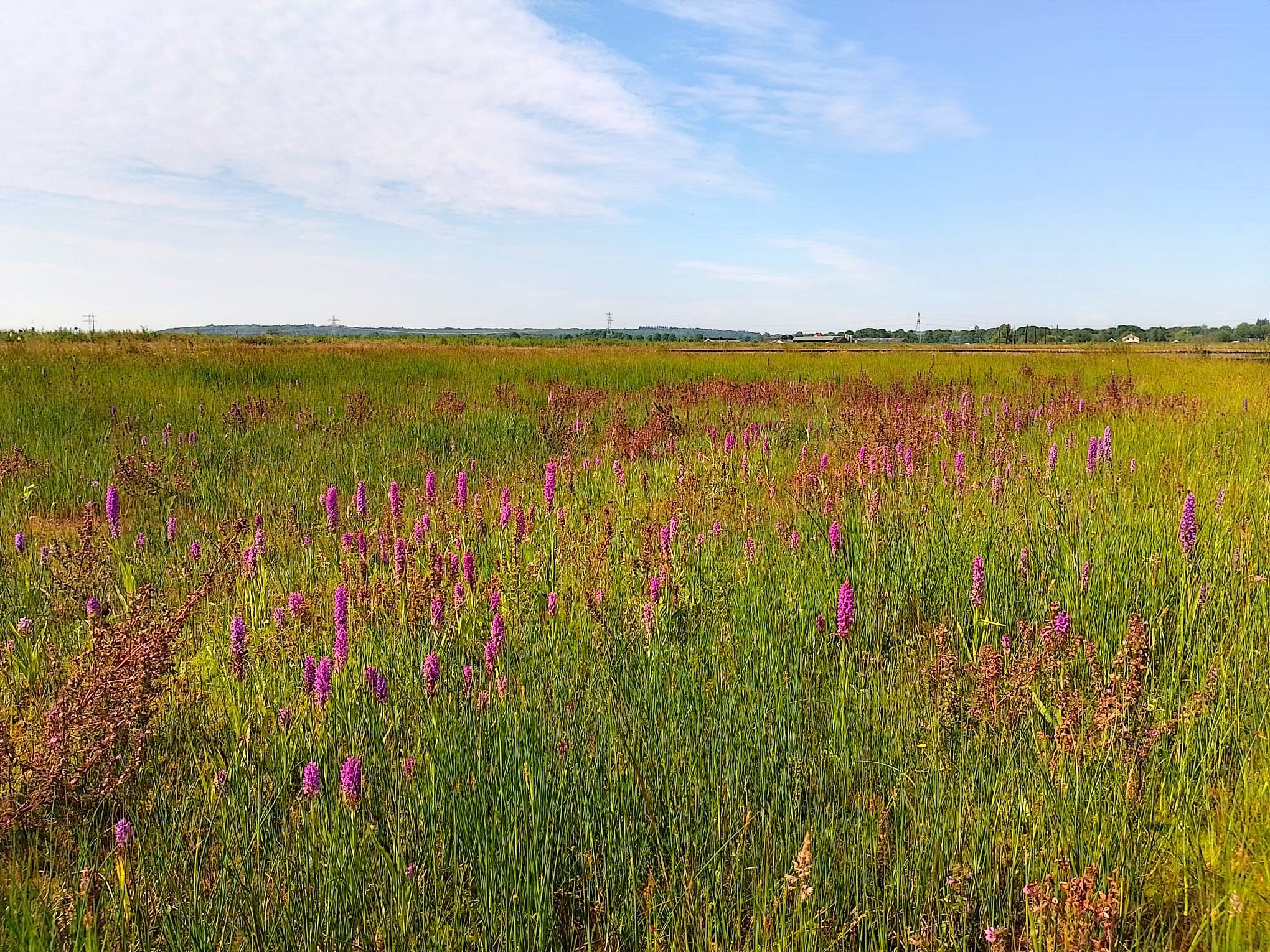 Plantenexcursie in de ochtend van 15 juni - Mooi Binnenveld