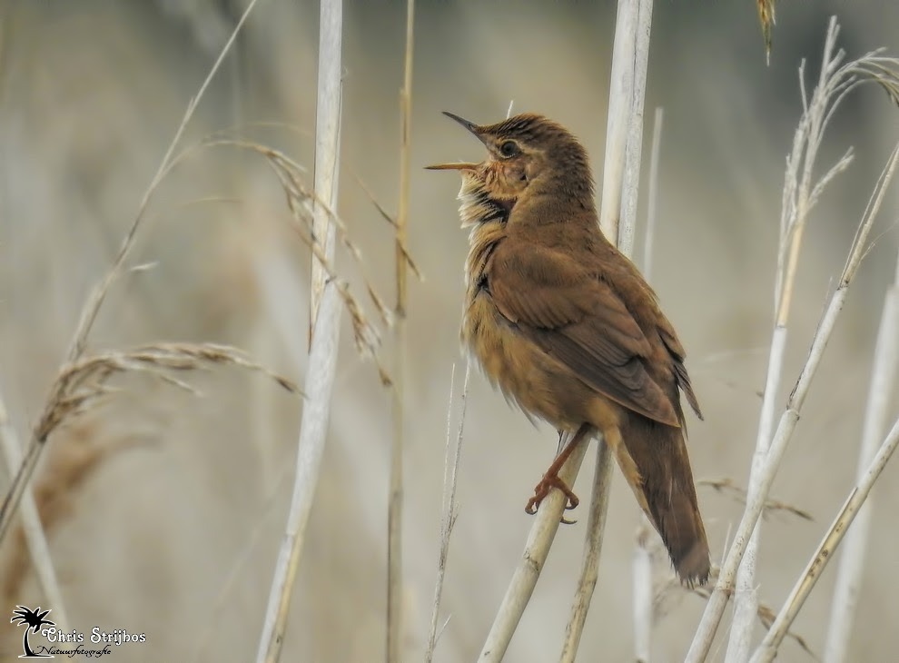 Een nieuwe broedvogel in ons terrein: de snor - Mooi Binnenveld